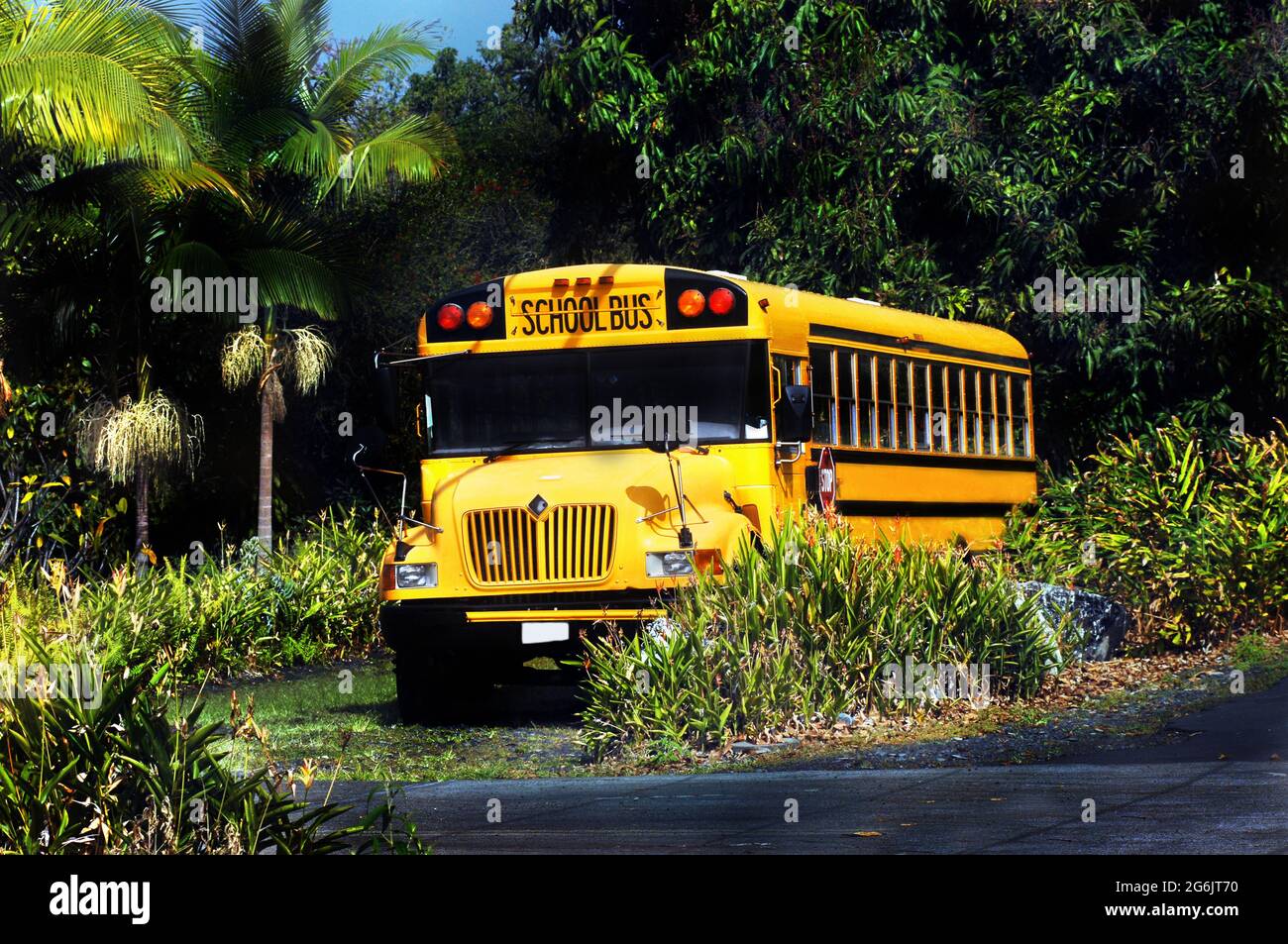 Yellow school bus parks beneath the palm trees for shade and waits for ...