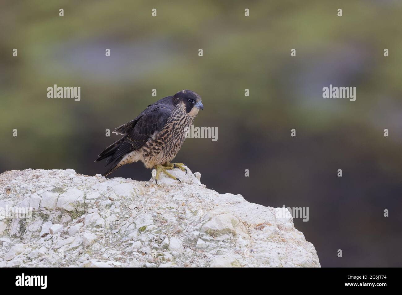 The peregrine falcon, also known as the peregrine, and historically as ...