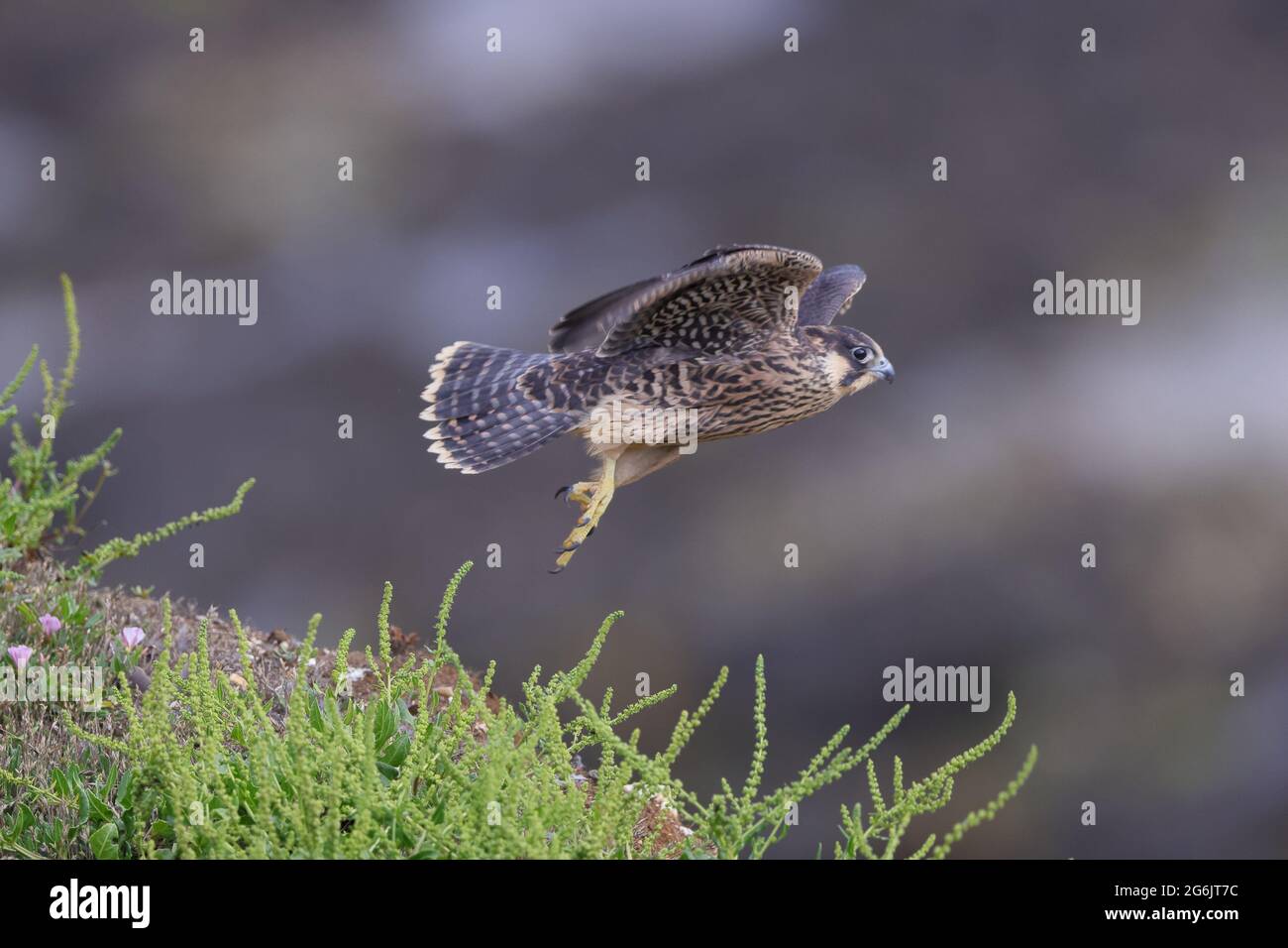 The peregrine falcon, also known as the peregrine, and historically as ...