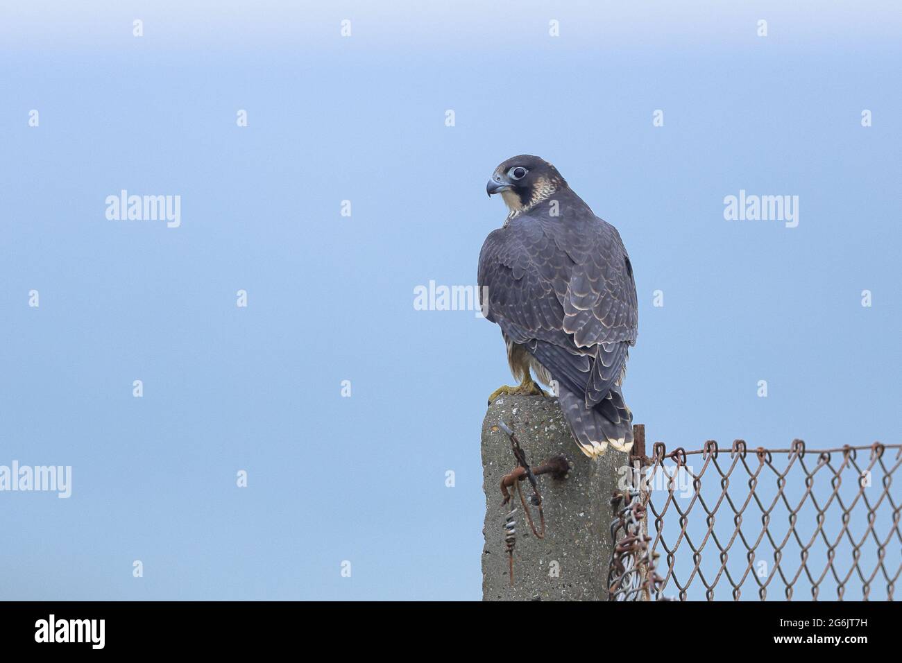 The peregrine falcon, also known as the peregrine, and historically as ...