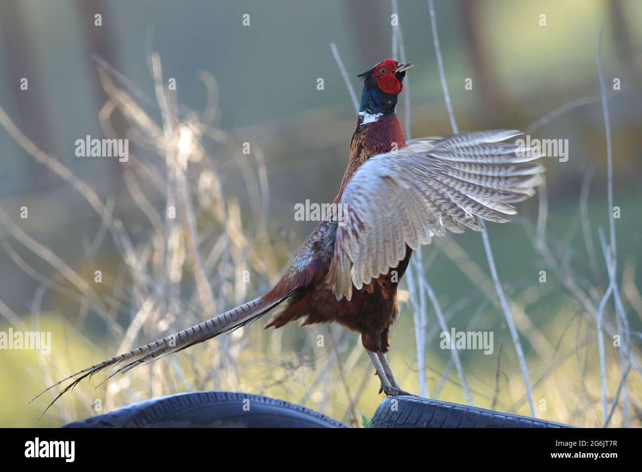 The common pheasant is a bird in the pheasant family Stock Photo - Alamy