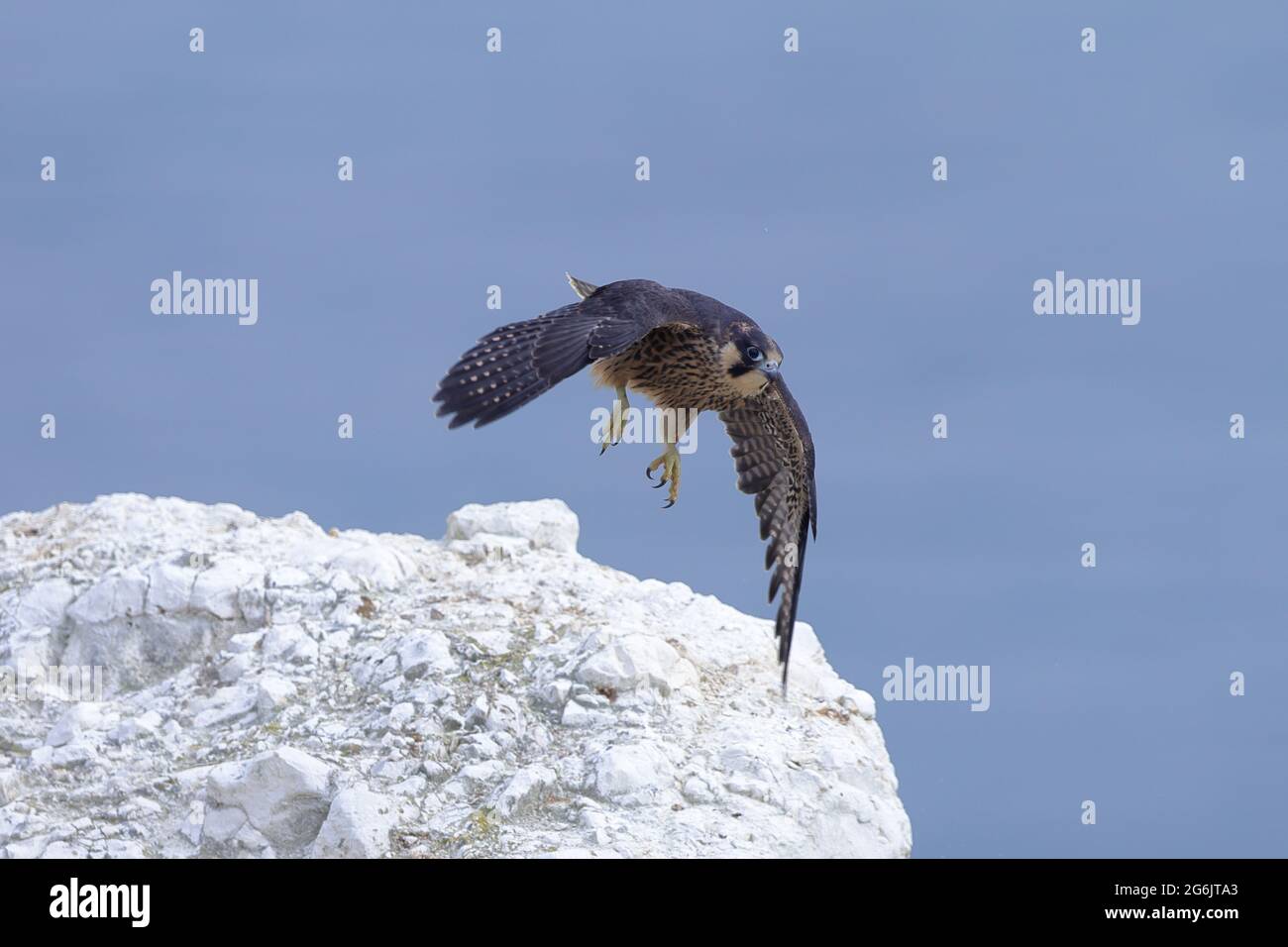 The peregrine falcon, also known as the peregrine, and historically as ...