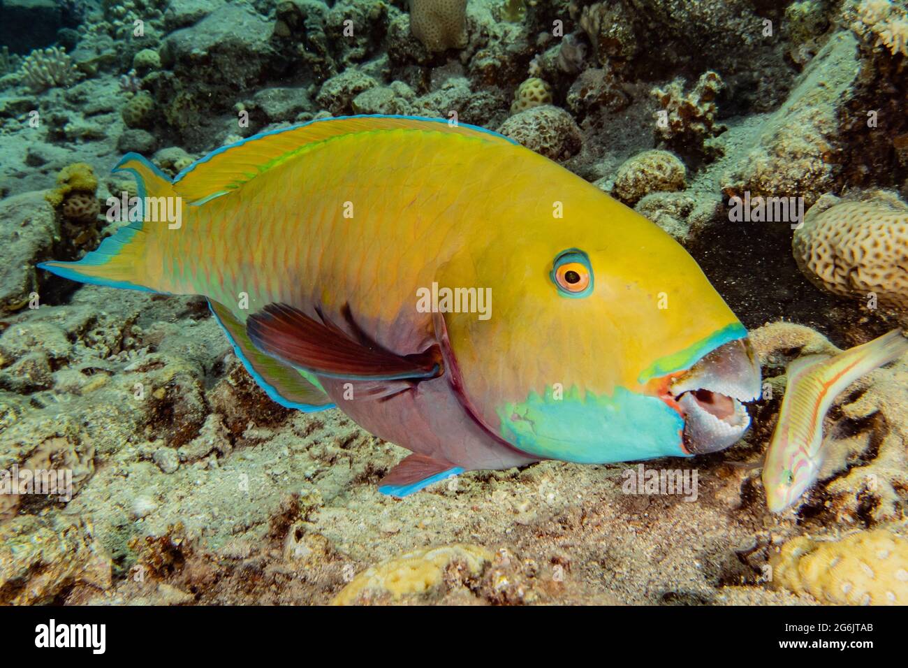 Fish swim in the Red Sea, colorful fish, Eilat Israel Stock Photo - Alamy