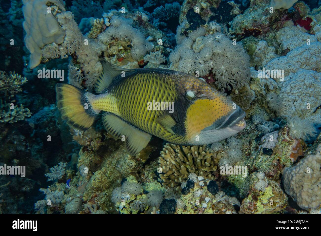 Fish swim in the Red Sea, colorful fish, Eilat Israel Stock Photo - Alamy