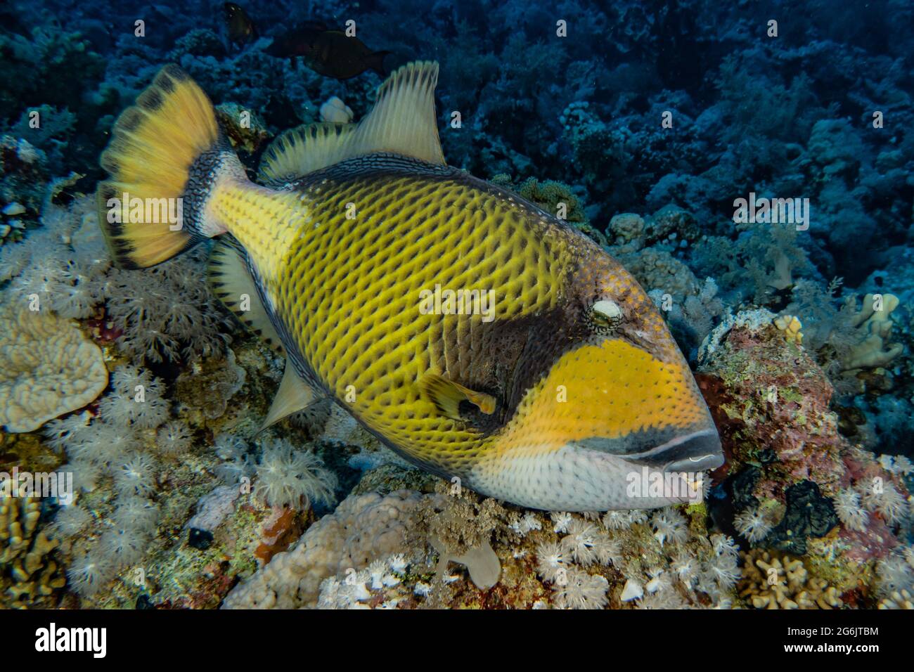 Fish swim in the Red Sea, colorful fish, Eilat Israel Stock Photo - Alamy