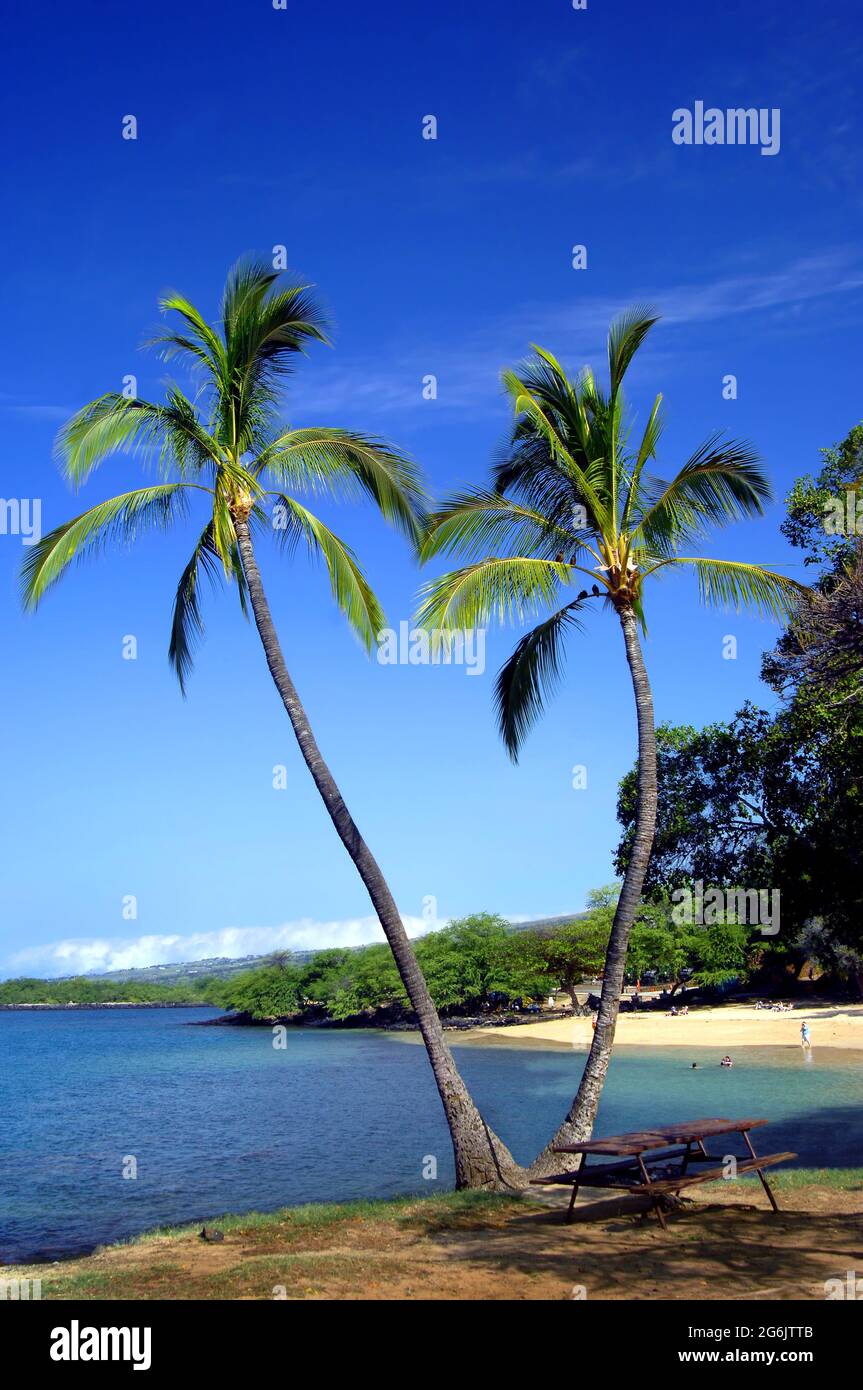 Vivid blue skies frame two split palm trees on a beach on the Kohala ...