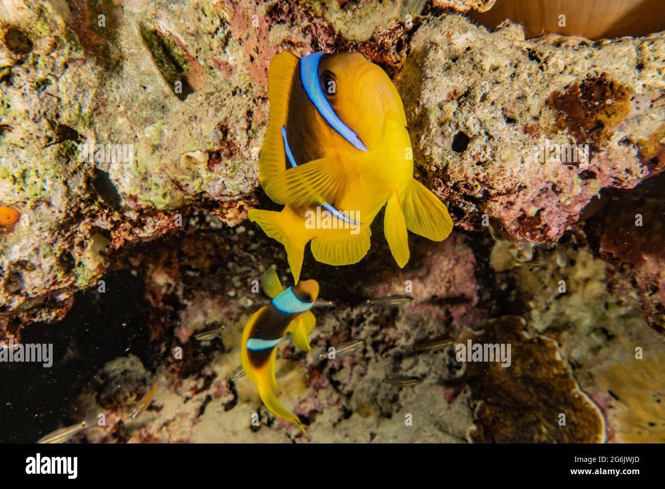 Fish swim in the Red Sea, colorful fish, Eilat Israel Stock Photo - Alamy