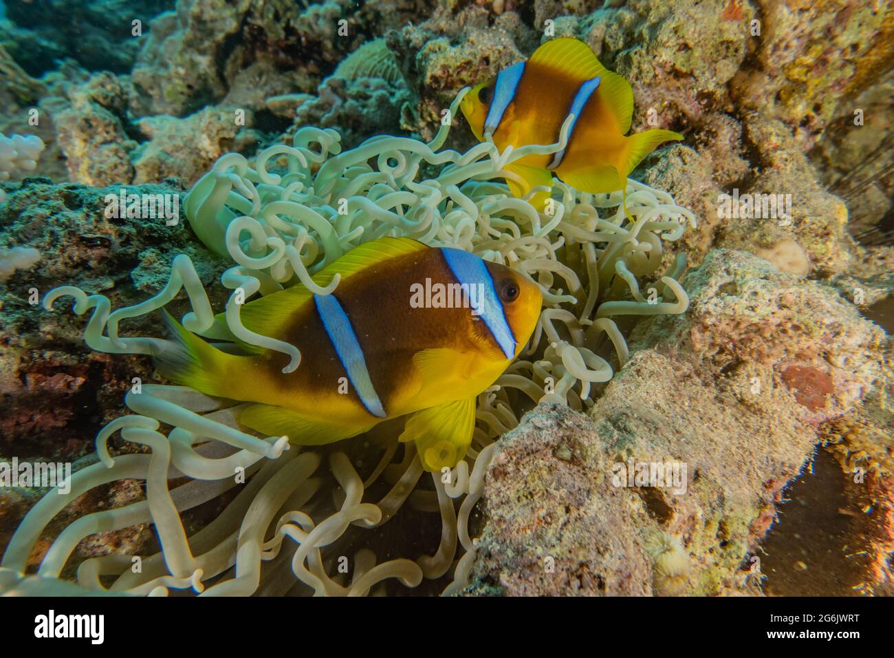 Fish swim in the Red Sea, colorful fish, Eilat Israel Stock Photo - Alamy