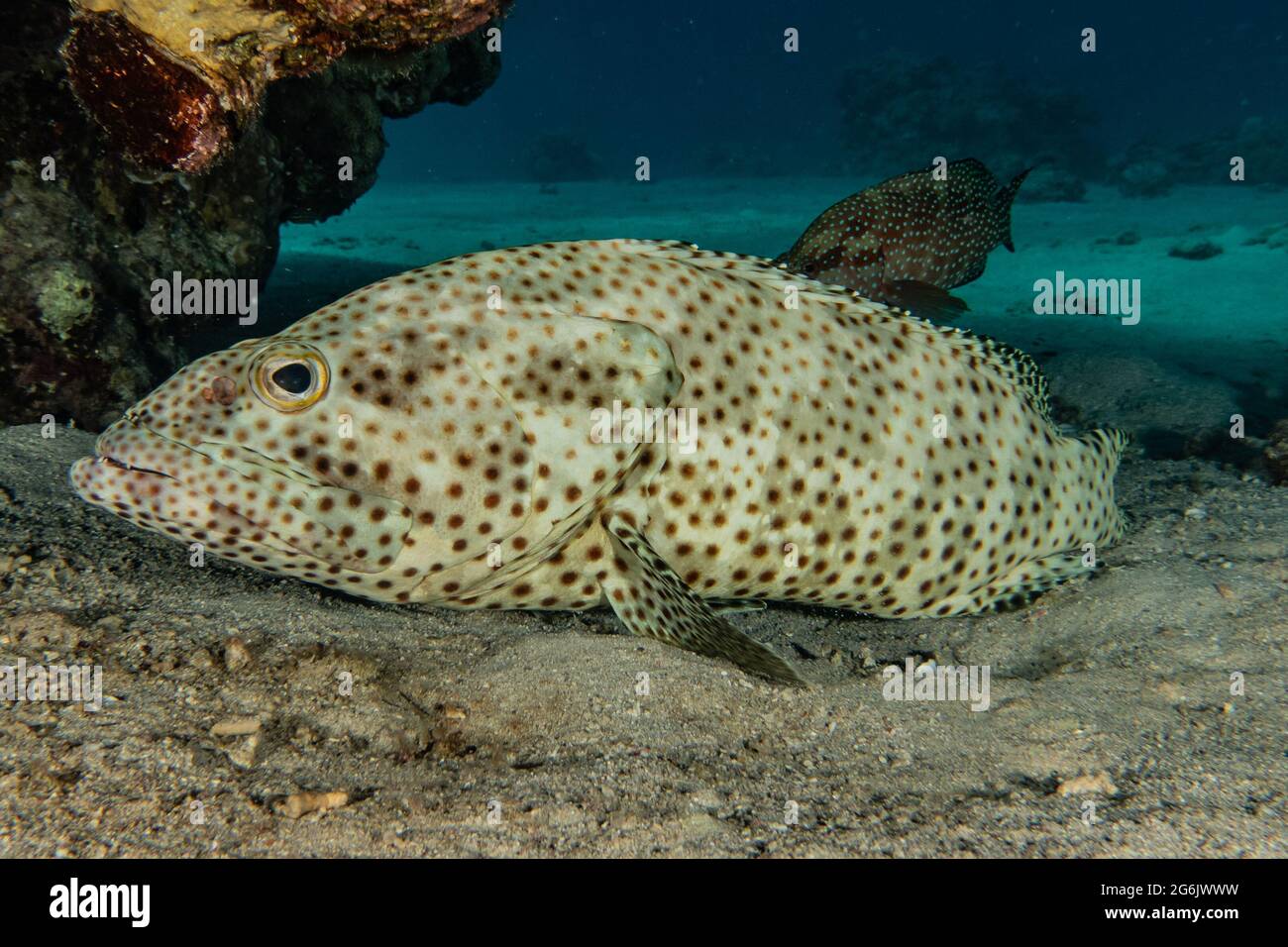 Fish swim in the Red Sea, colorful fish, Eilat Israel Stock Photo - Alamy