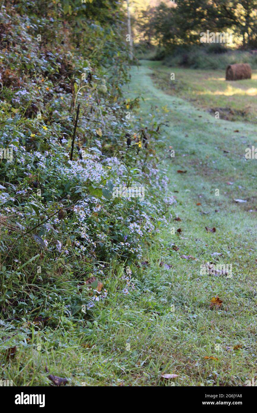 Hillside of small wildflowers Stock Photo - Alamy