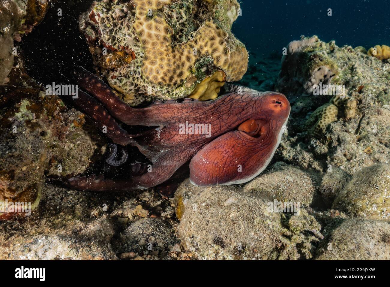 Octopus king of camouflage in the Red Sea, Eilat Israel Stock Photo - Alamy