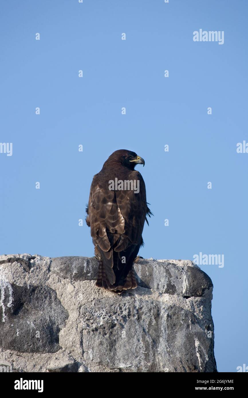 Galapagos hawk islands ecuador hi-res stock photography and images - Alamy