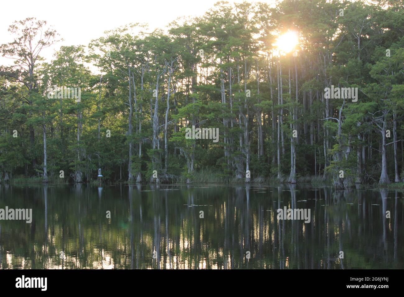 Calm lake through trees hi-res stock photography and images - Alamy