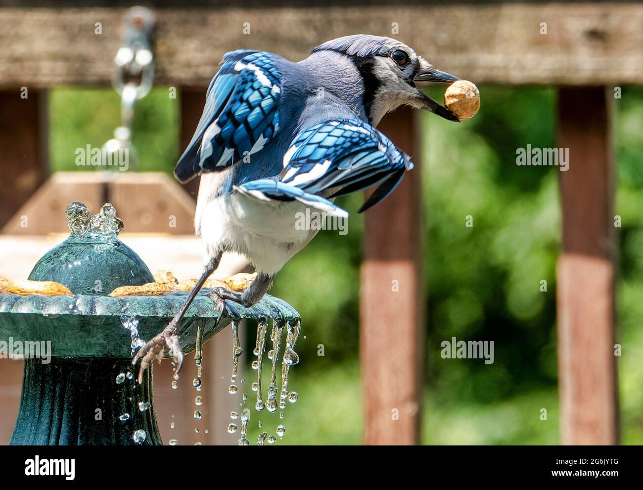 Bluejay snags a peanut on a garden fountain Stock Photo - Alamy