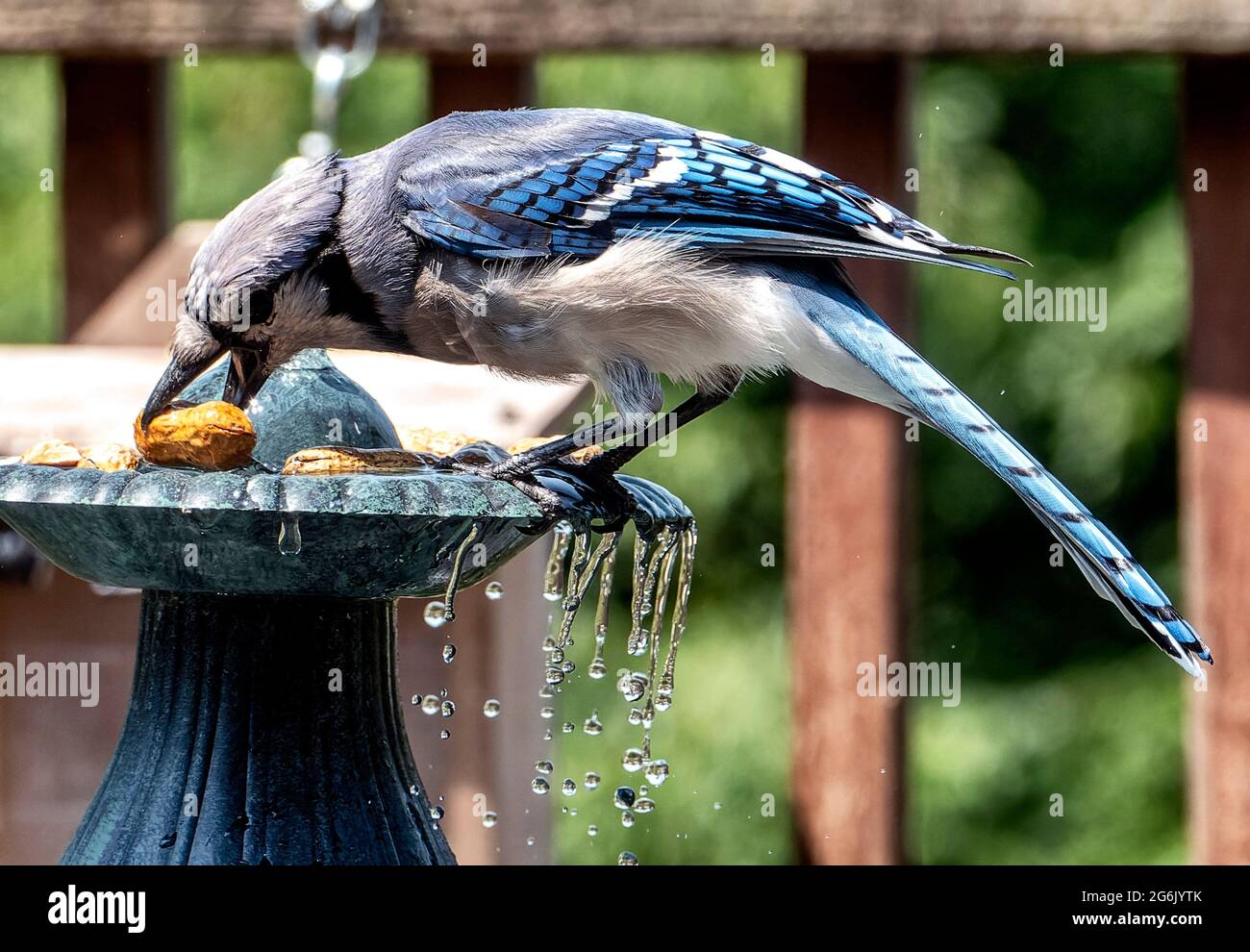 Bluejay snags a peanut on a garden fountain Stock Photo - Alamy