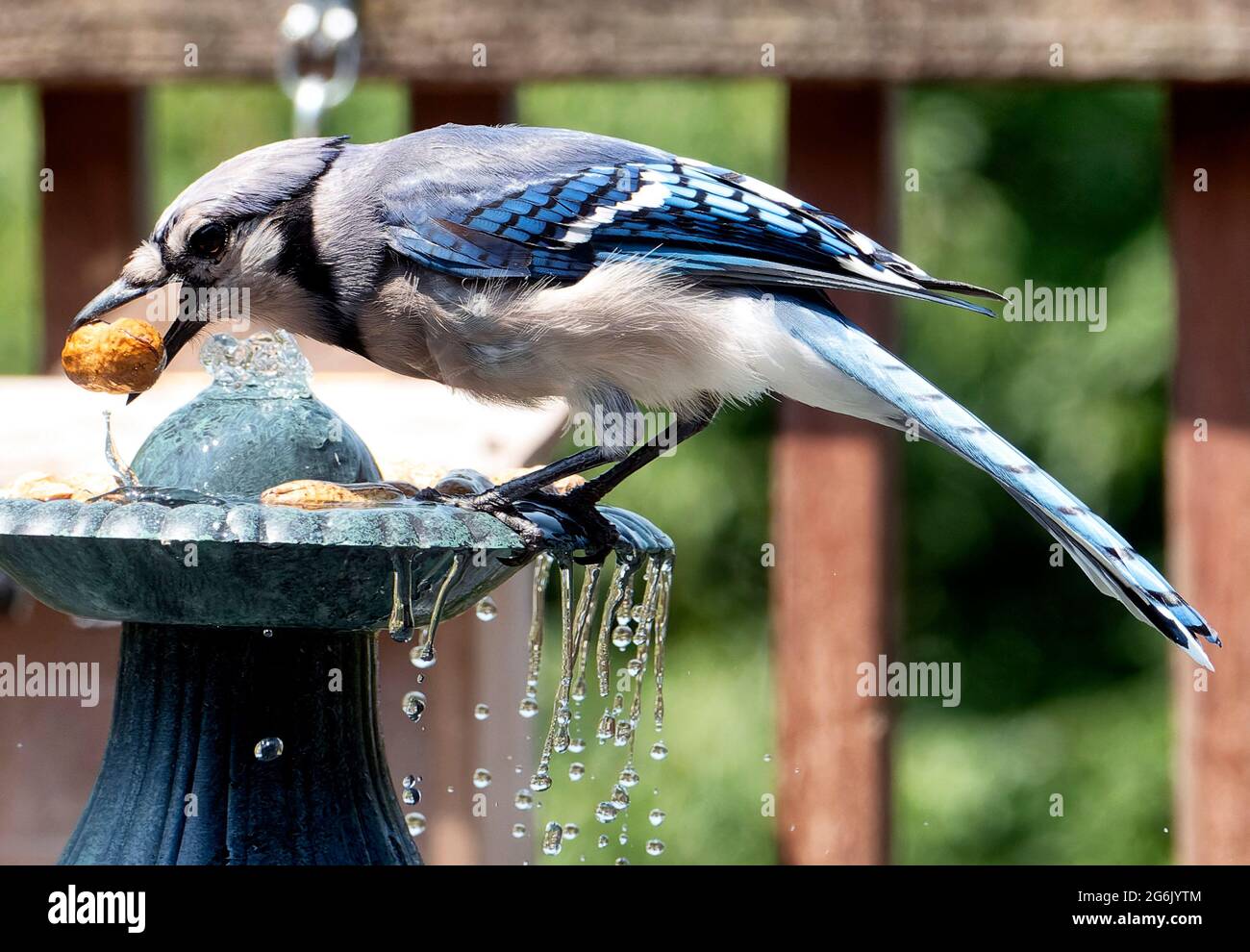 Bluejay snags a peanut on a garden fountain Stock Photo - Alamy