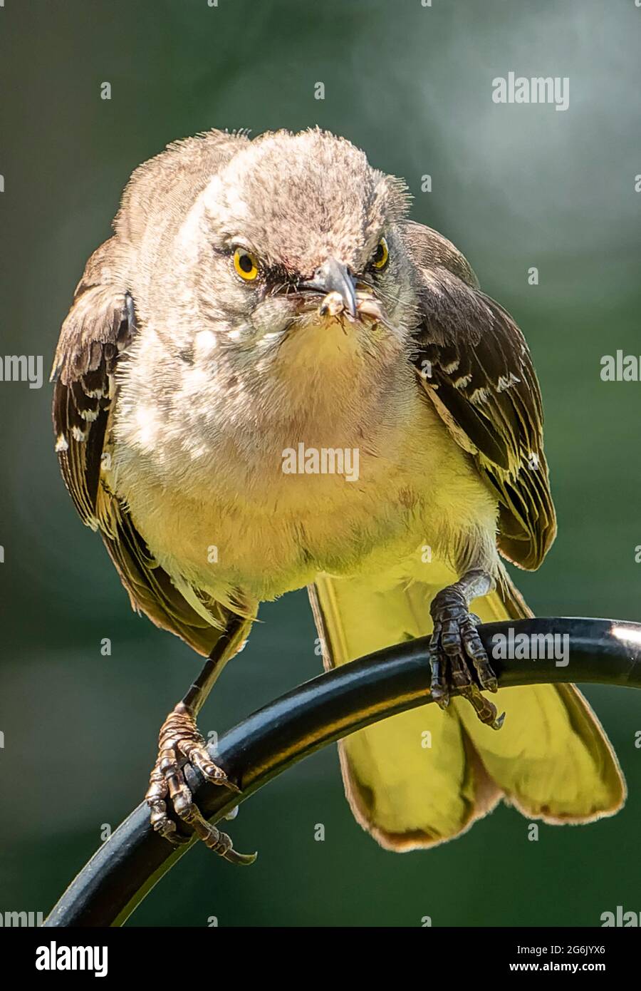 Flycatcher perched up high on the deck Stock Photo - Alamy