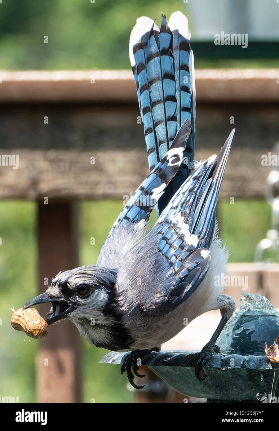 Bluejay snags a peanut on a garden fountain Stock Photo - Alamy