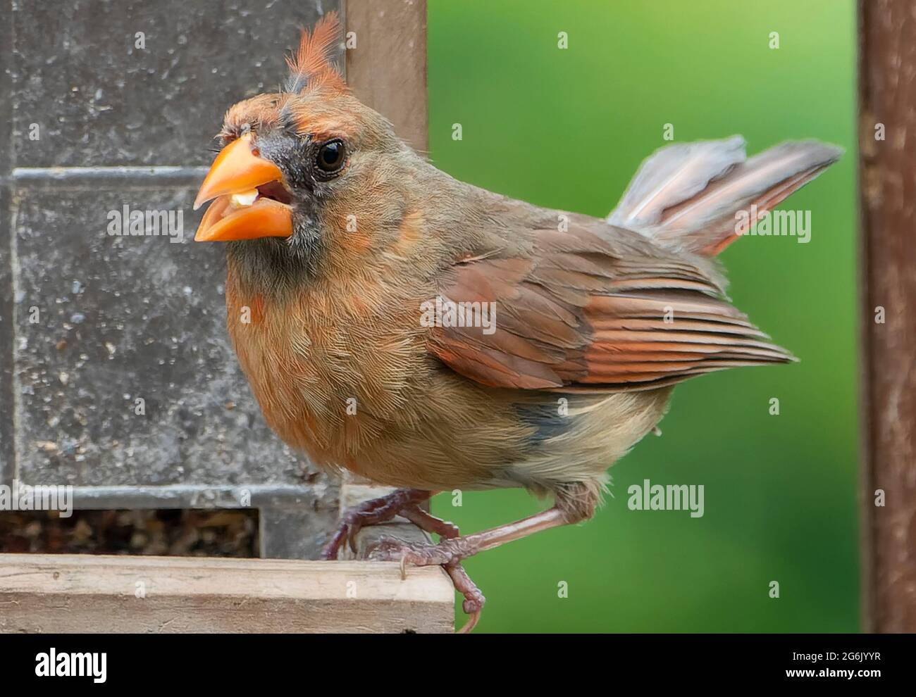 Northern Cardinal arrives on the backyard deck Stock Photo - Alamy