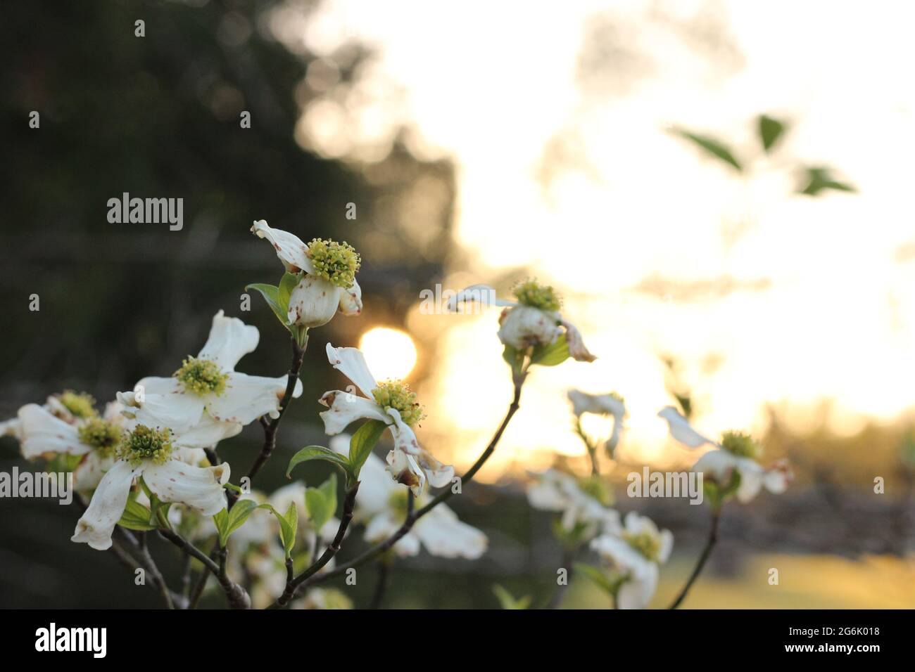 Dogwood trees in bloom hi-res stock photography and images - Alamy