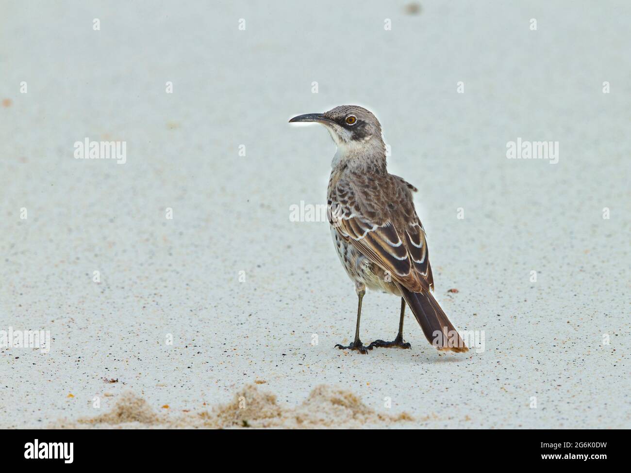 Espanola (Hood) Mockingbird (Nesomimus macdonaldi Stock Photo - Alamy