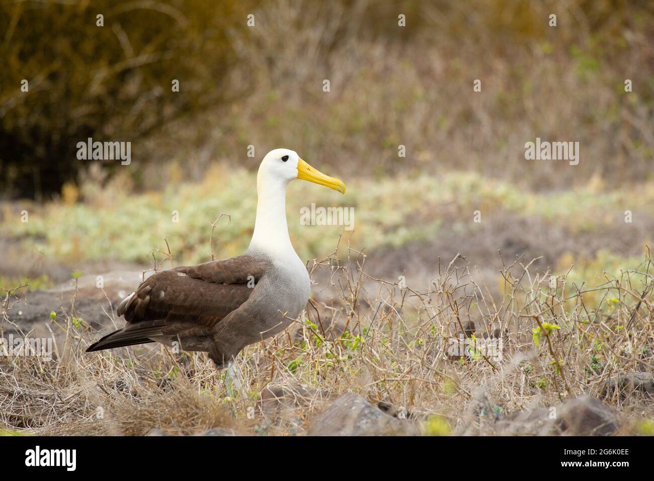 Diomedea irrorata hi-res stock photography and images - Alamy