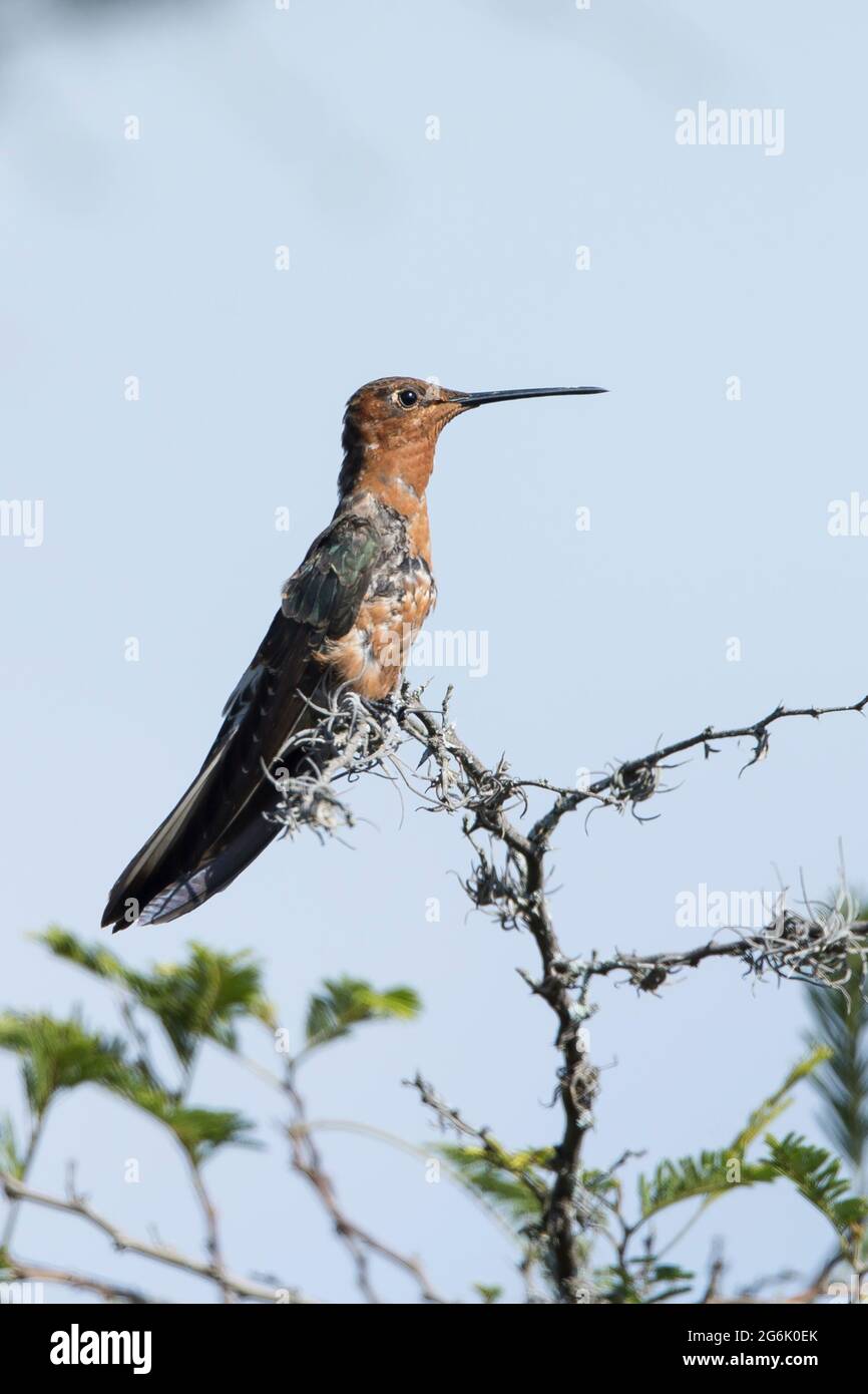 Giant Hummingbird (Patagona gigas Stock Photo - Alamy