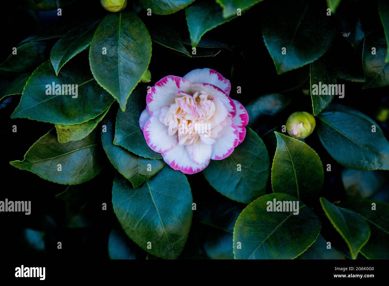 Pink tinged hi-res stock photography and images - Alamy