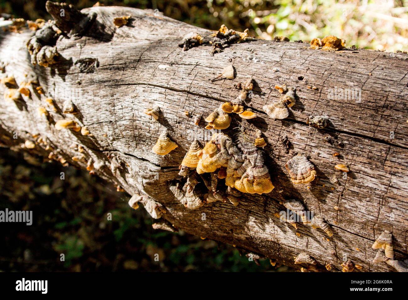 Fungus growing on living tree trunks Stock Photo - Alamy