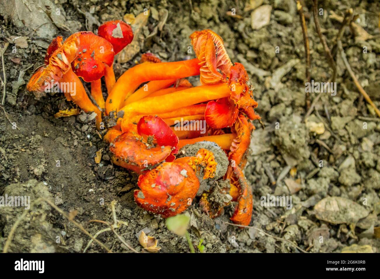 Red and orange fungus growing on soil in shady woodland Stock Photo - Alamy