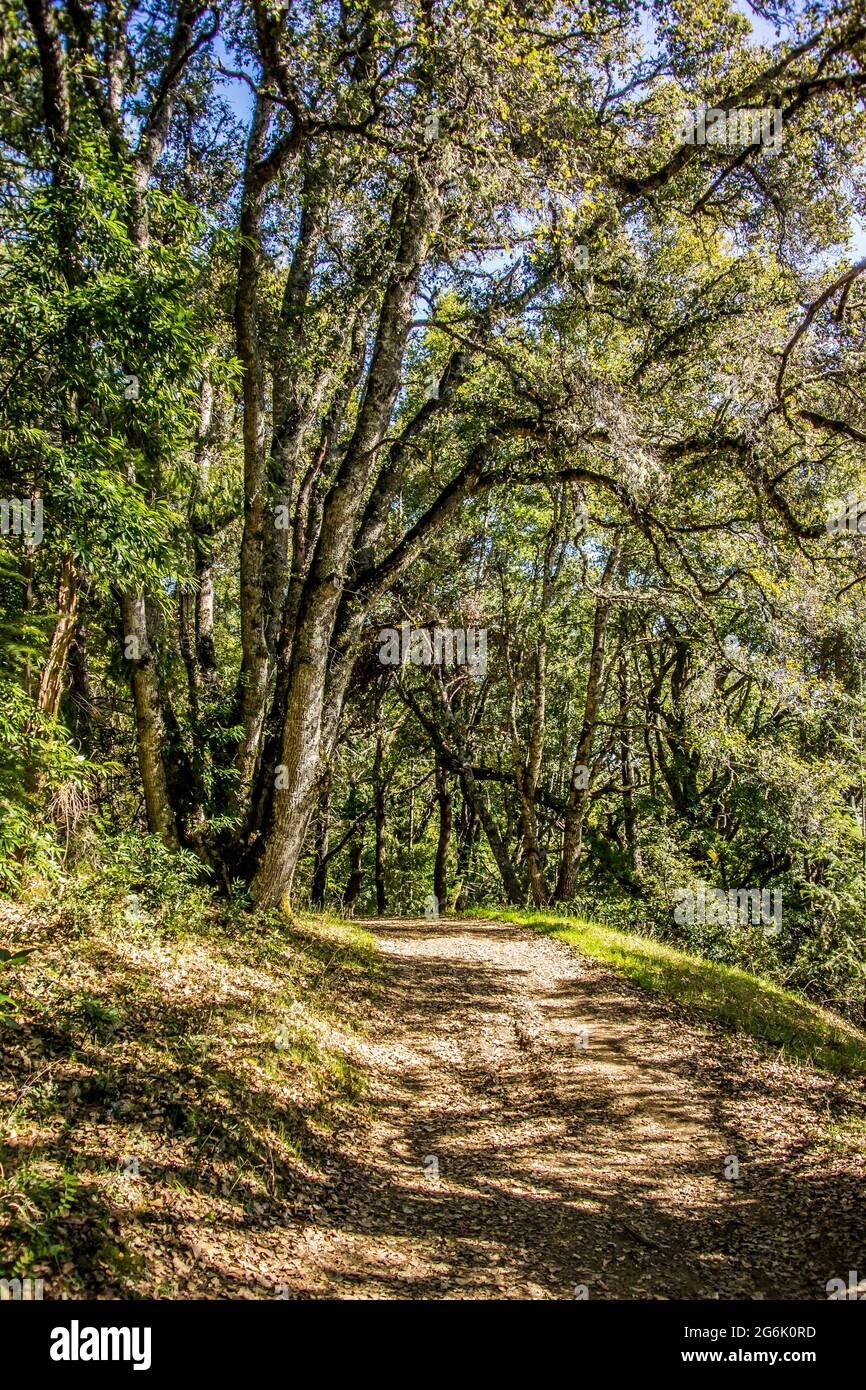 Dirt foot path on a woodland hill side on sunny winter's day with tall ...