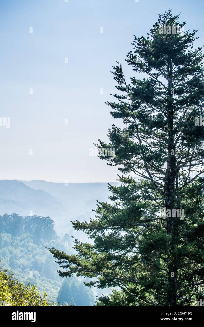 View from Panoramic Highway overlooking Muir Woods and the Marin Hills ...