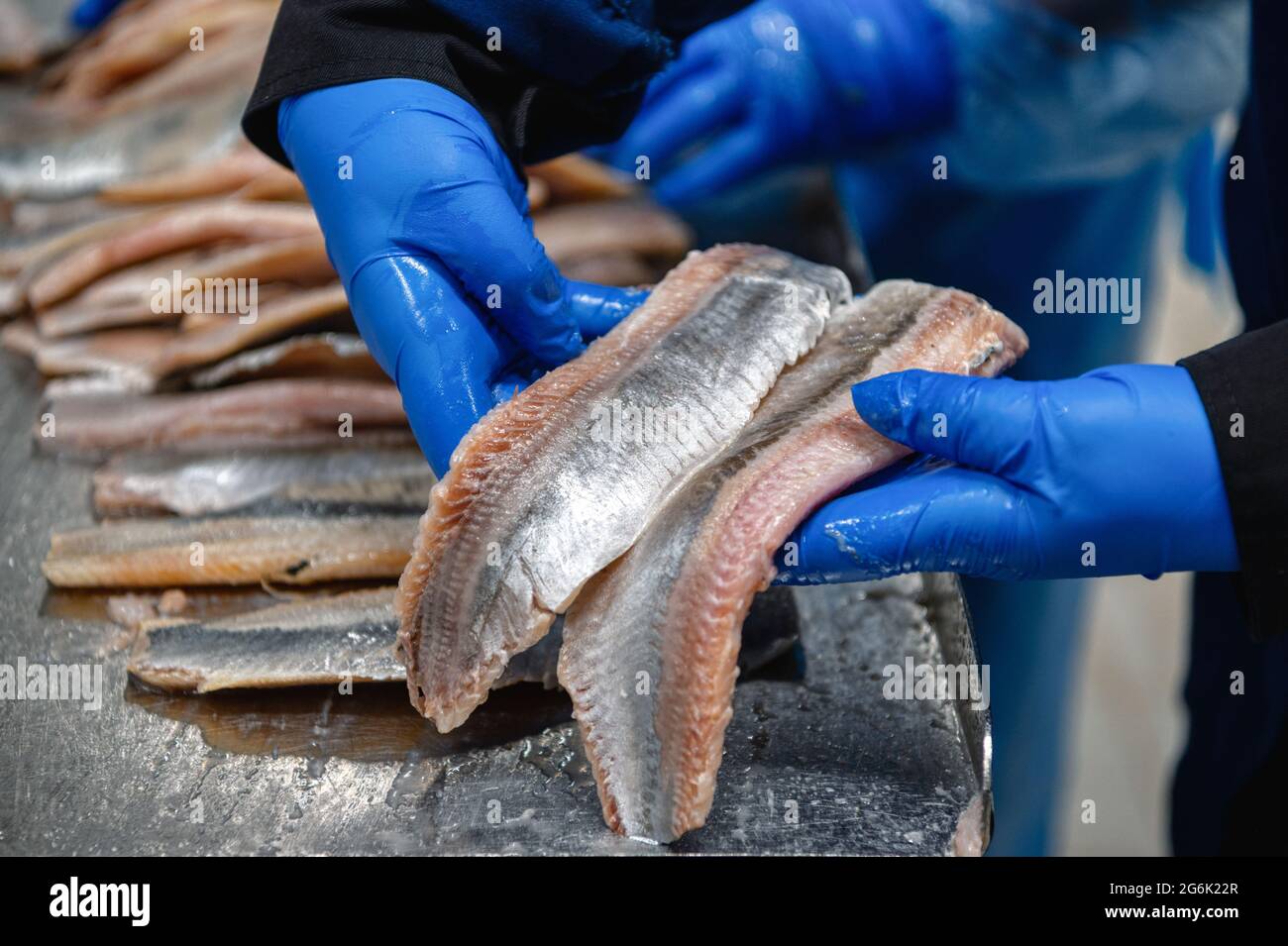 The worker holds two pieces of Atlantic herring fillet in his hands ...