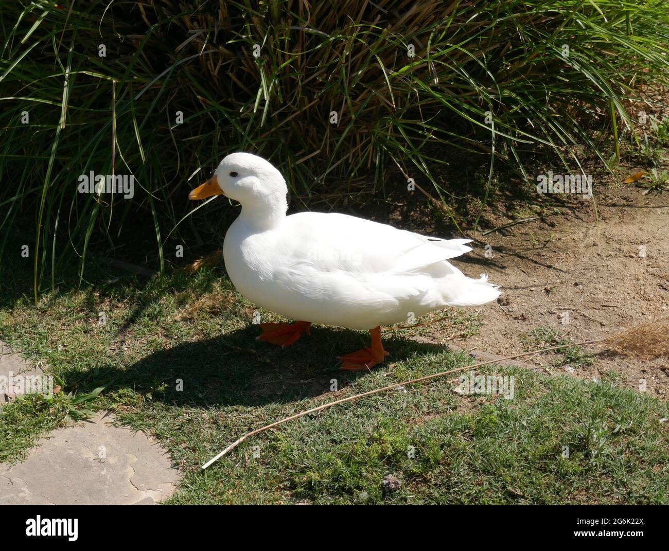 Duck grave hi-res stock photography and images - Alamy