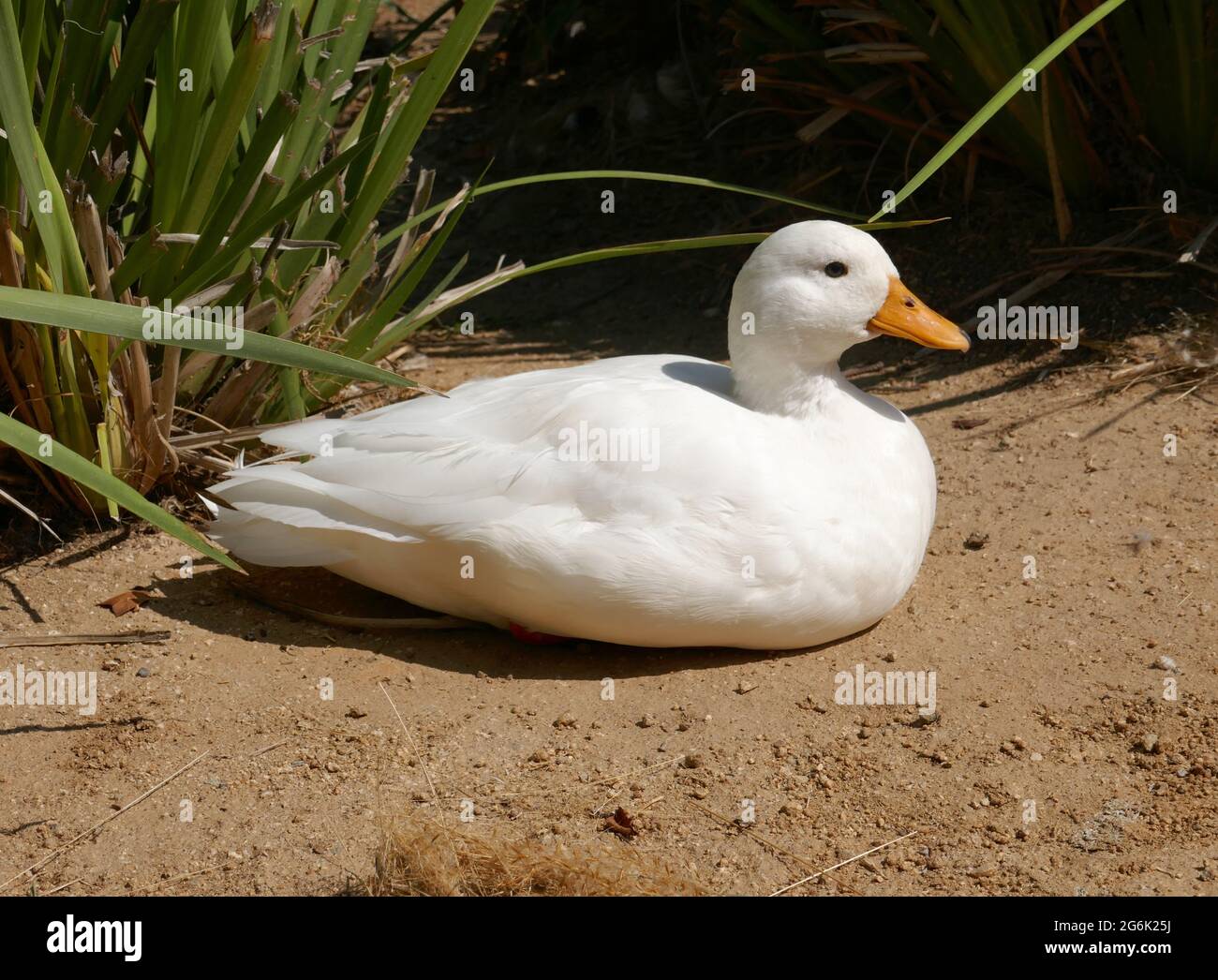 Duck grave hi-res stock photography and images - Alamy