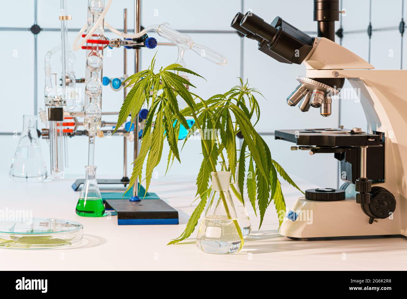 Cannabis marijuana plant leaf in science laboratory with microscope and lab glass Stock Photo ...