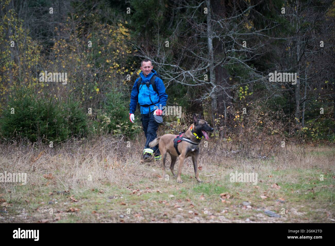 Search and Rescue Forces Search Through Woods With the Help of Rescue ...