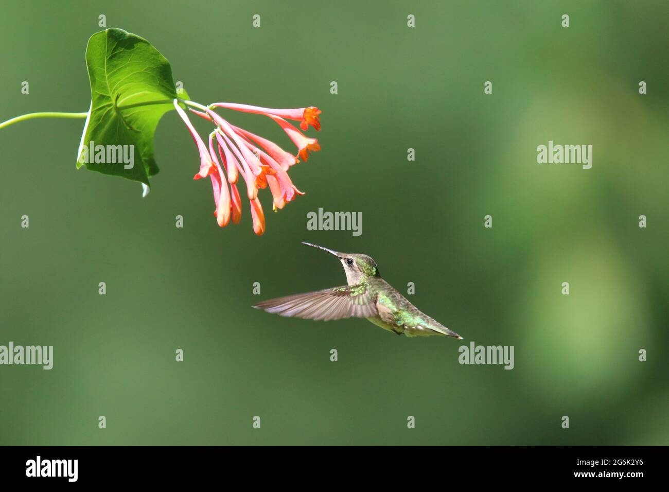 Hummingbird honeysuckle hi-res stock photography and images - Alamy