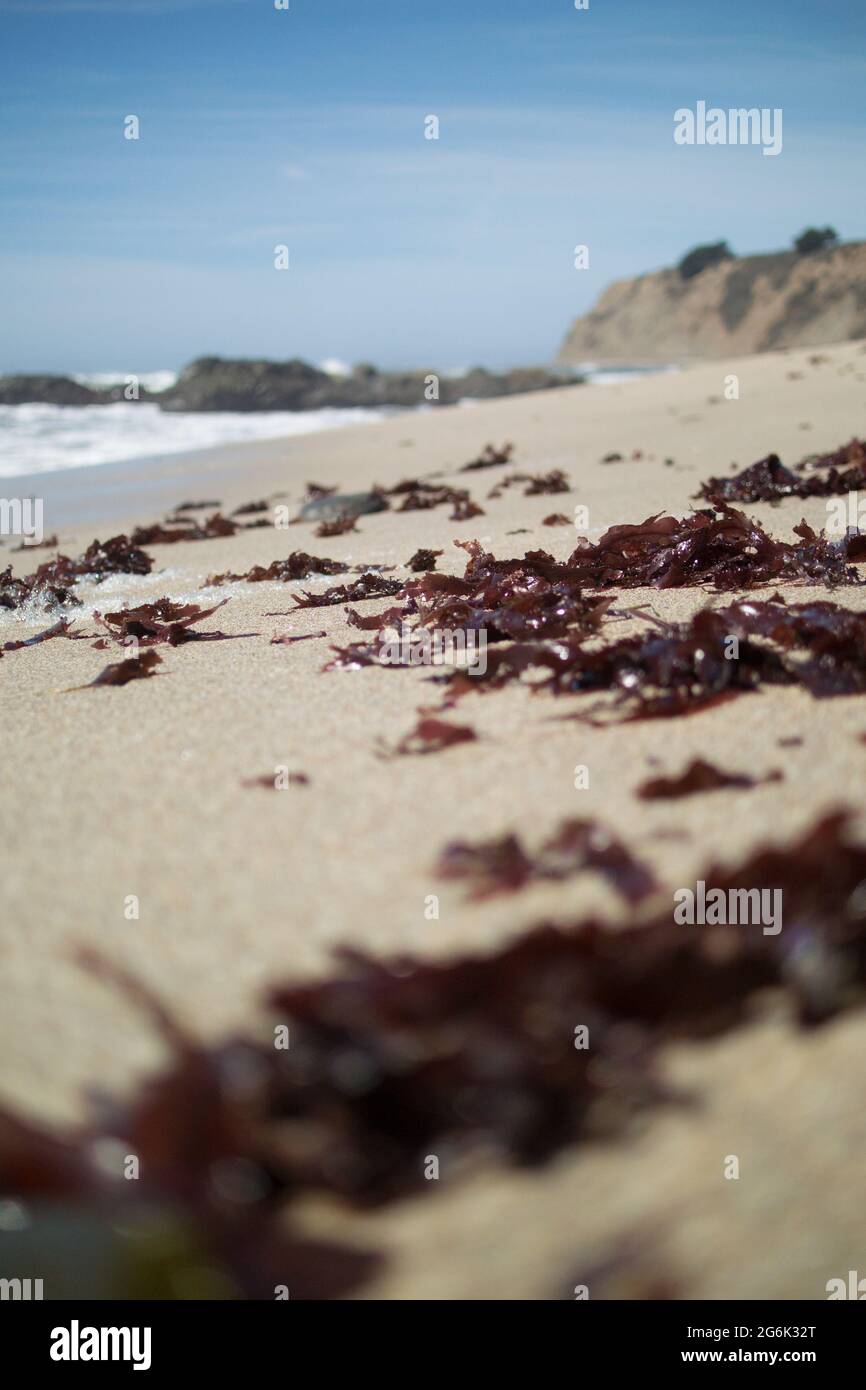 Vertical image of Ross Cove beach taken from ground level showing ...