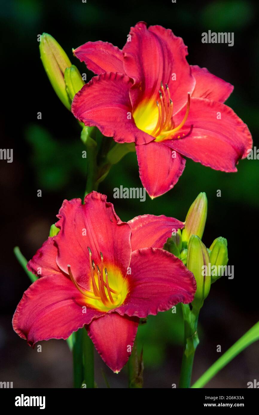 Yellow day lilly hi-res stock photography and images - Alamy
