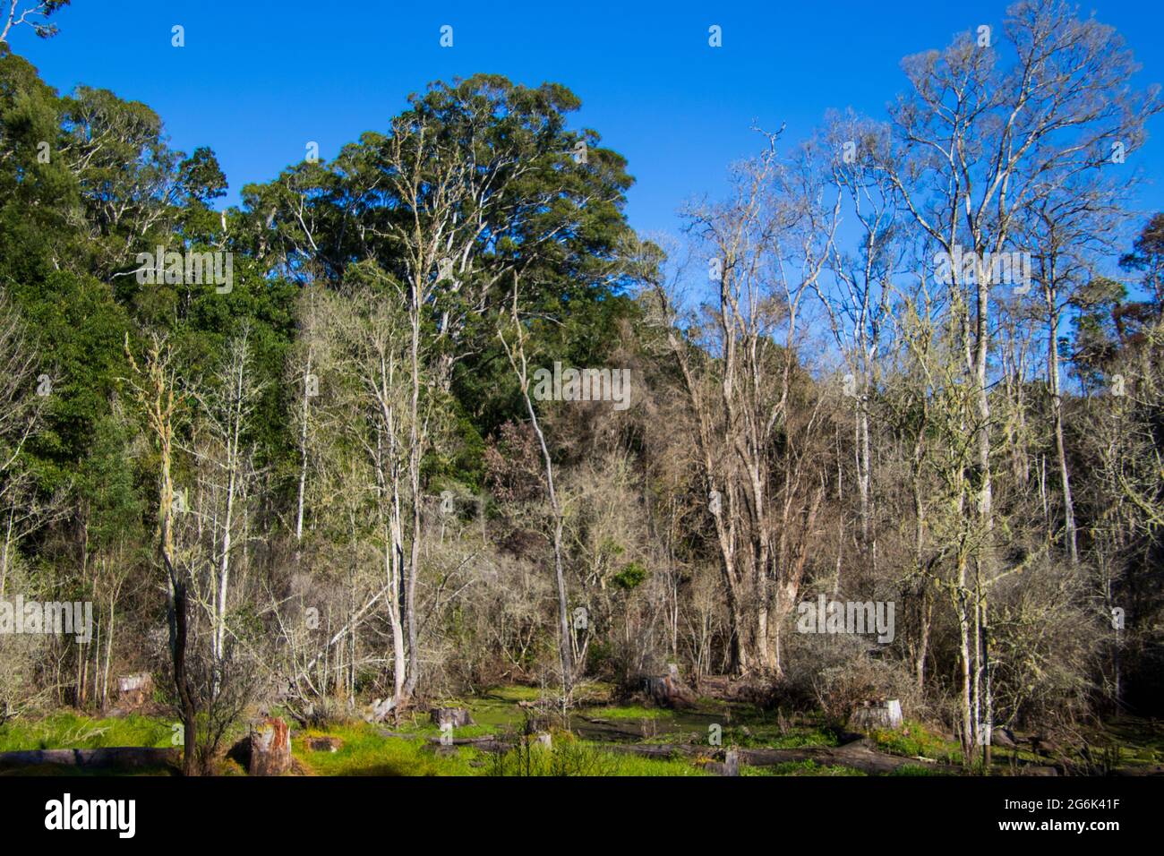 A natural wetland in the forest where wildlife and birds find food and ...