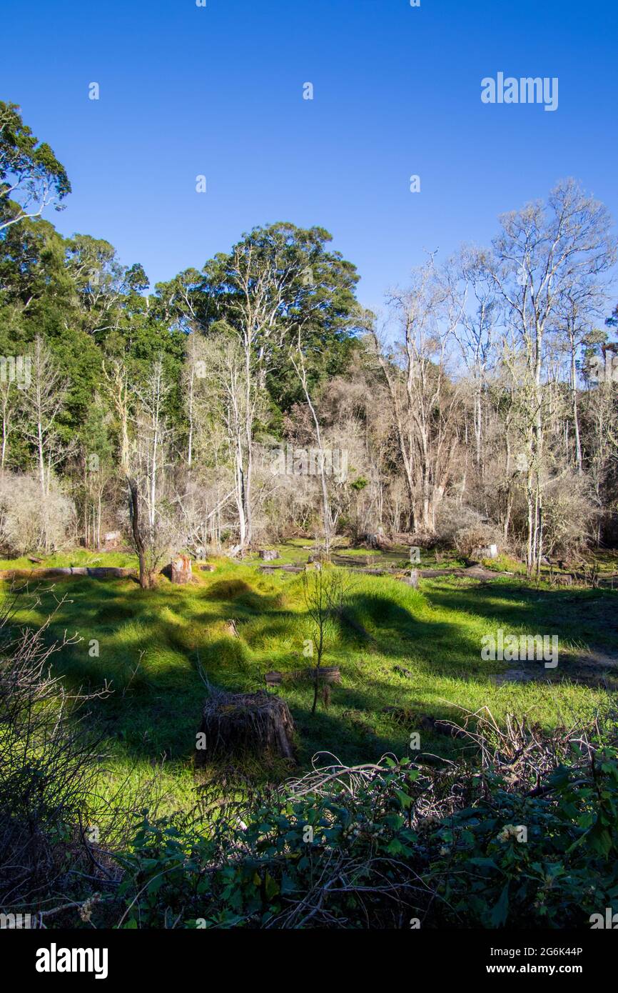 A natural wetland in the forest where wildlife and birds find food and ...