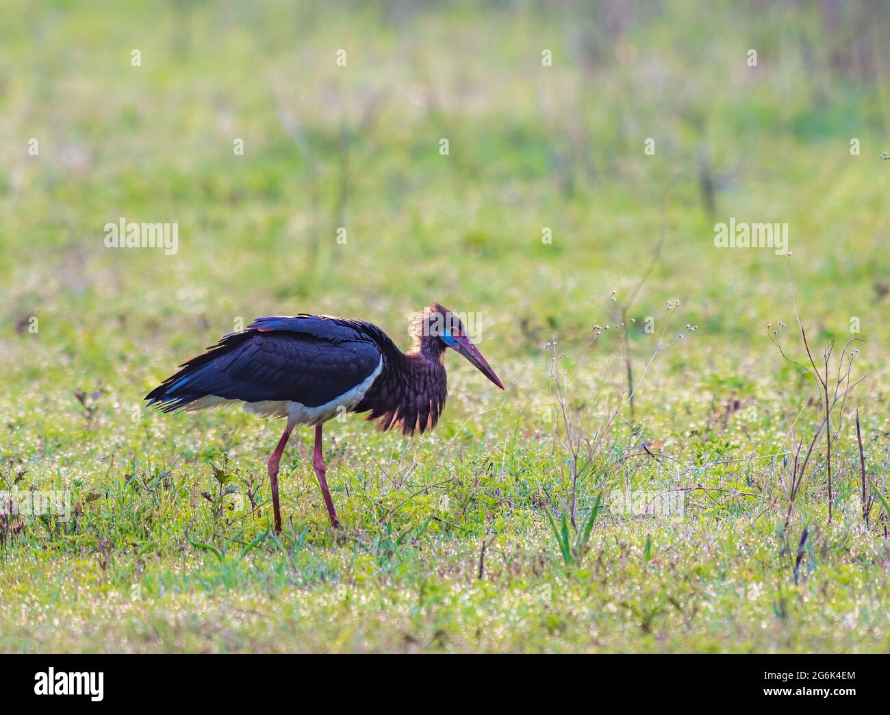 Abdim’s stork hi-res stock photography and images - Alamy