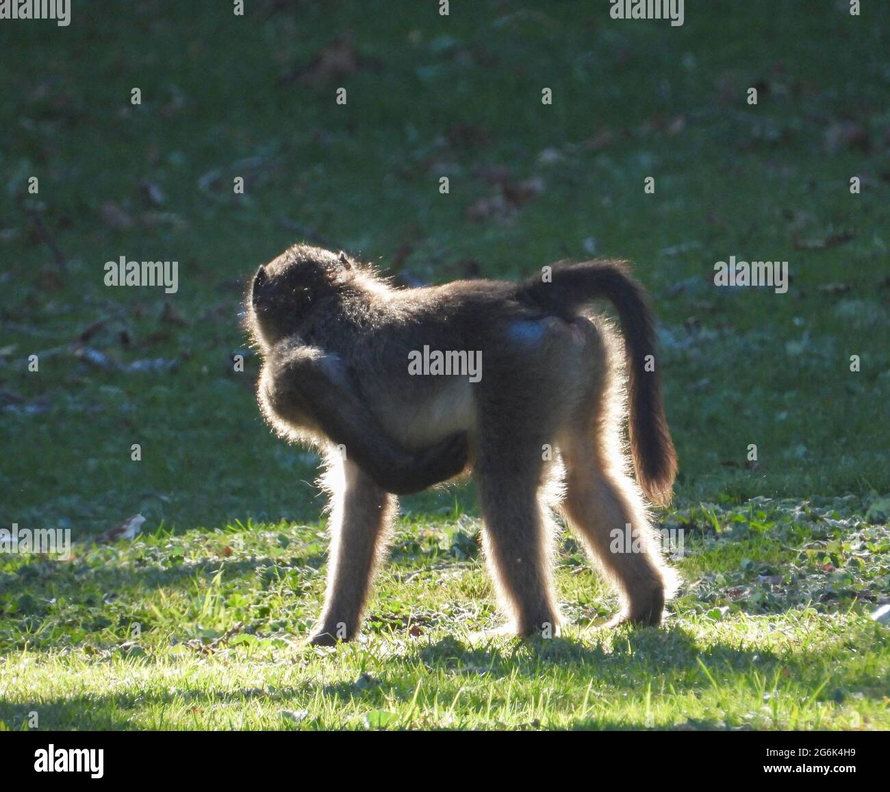 A baboon backlit by the last rays of the afternoon sun Stock Photo - Alamy