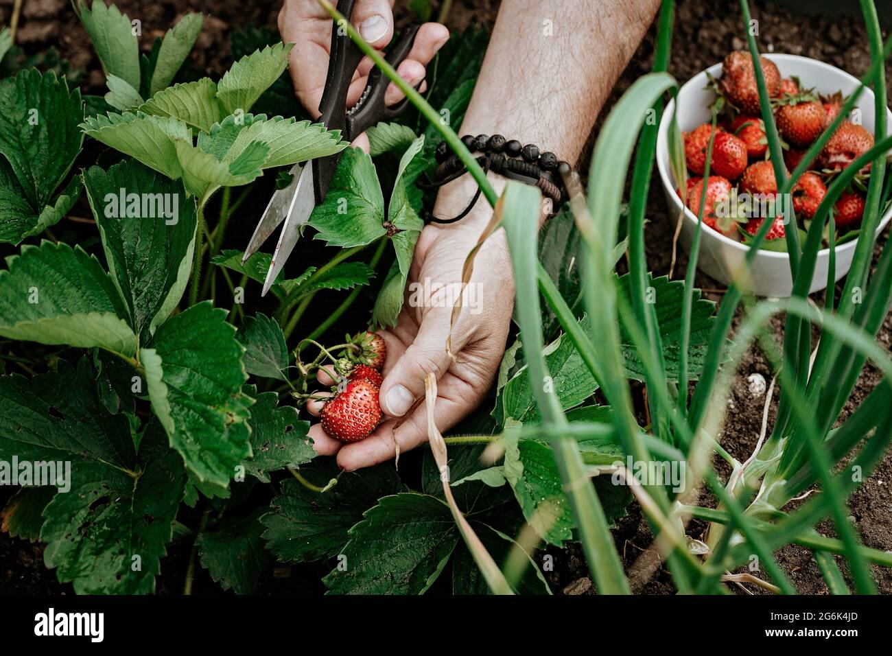 Agriculture close up shot male hi-res stock photography and images - Alamy