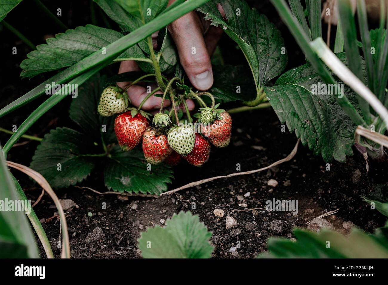 Hands human body part hi-res stock photography and images - Alamy