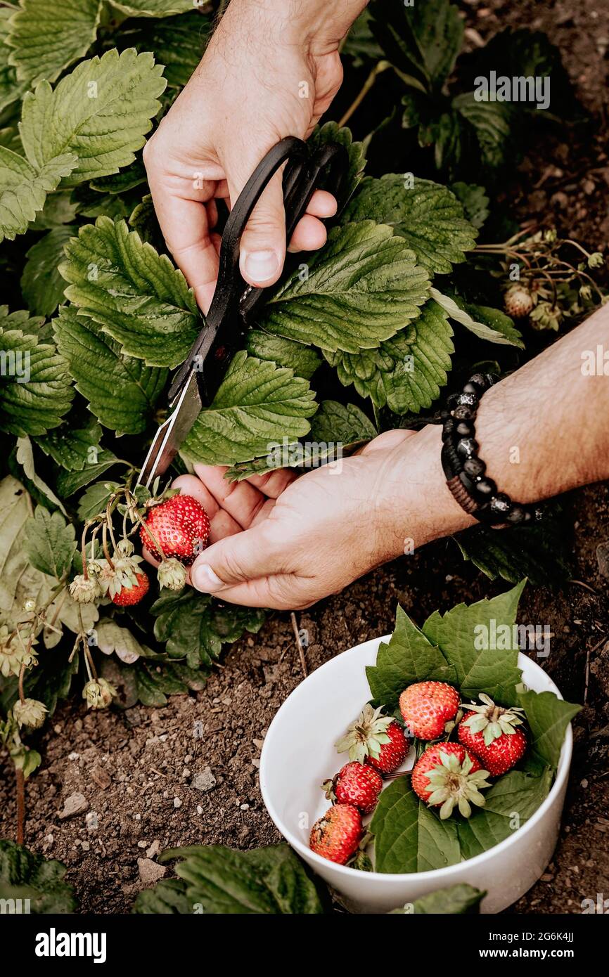 Picking strawberry with hands hi-res stock photography and images - Alamy