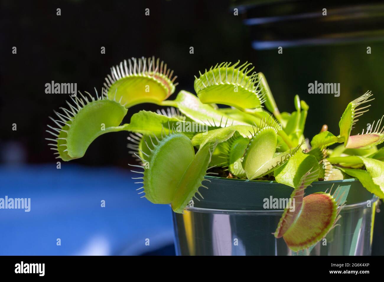 Yellow venus fly trap hi-res stock photography and images - Alamy
