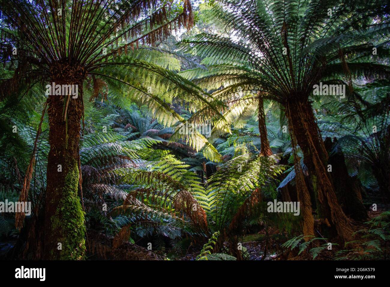 Tree Ferns growing in Tasmanian rainforest Stock Photo - Alamy