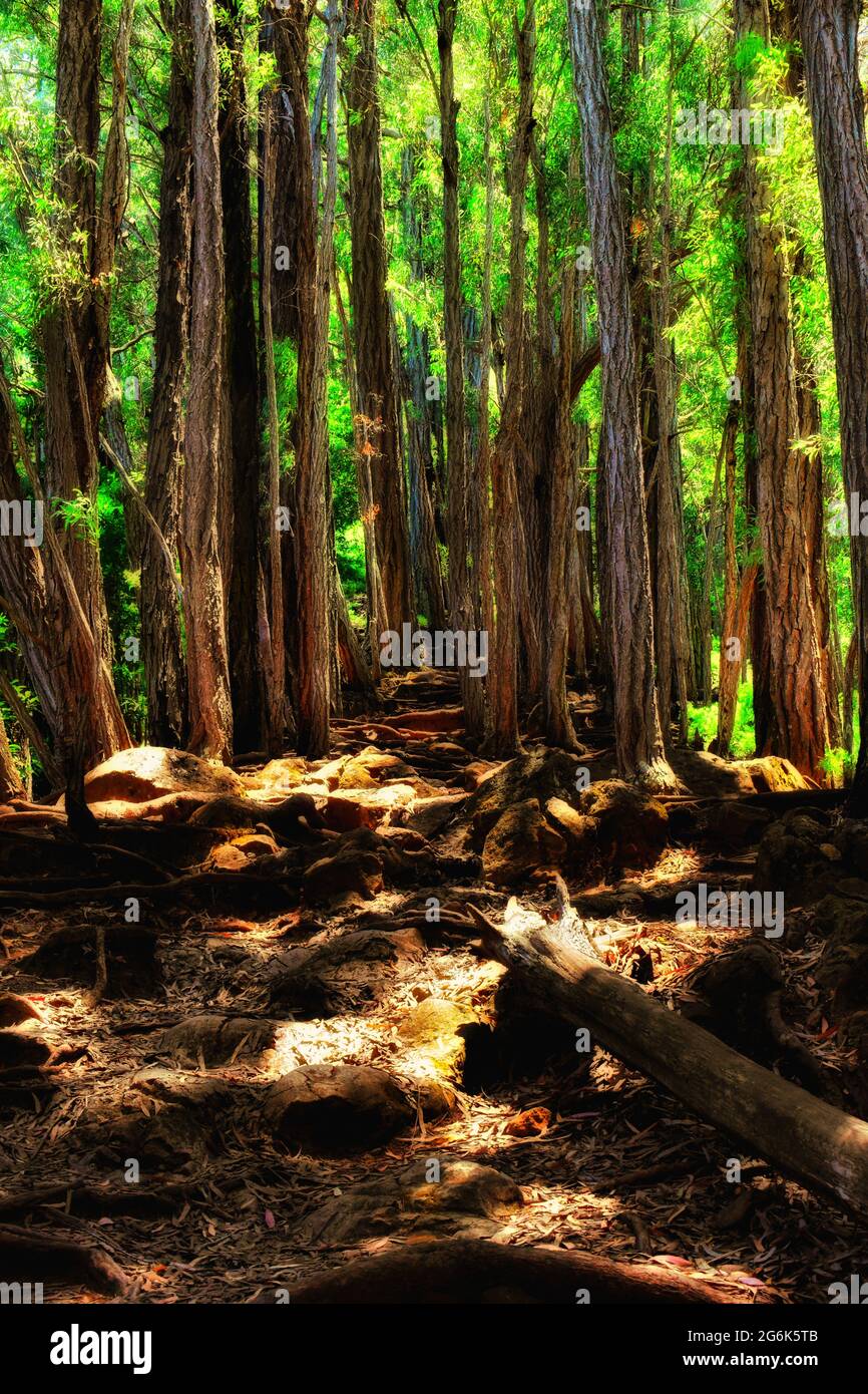 Forest outside of Honolulu, HI Stock Photo - Alamy
